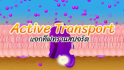 แอนิเมชัน: active transport