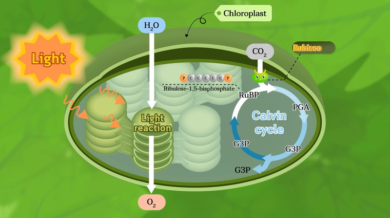แอนิเมชัน : photorespiration