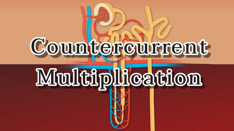 แอนิเมชัน: กลไกการเกิด countercurrent multiplication ในไต