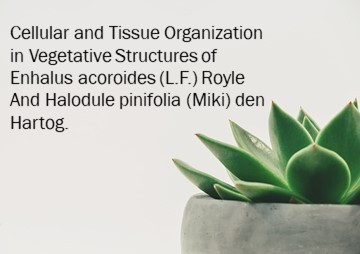 Cellular and Tissue Organization in Vegetative Structures of Enhalus ...