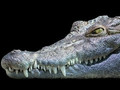 Development of crocodile blood collection process on animal life ...