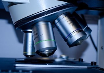 A Scanning Electron Microscopy Study of External Morphology of Brown ...