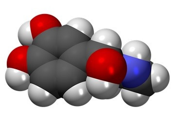 ฮอร์โมนคือ (Hormone)